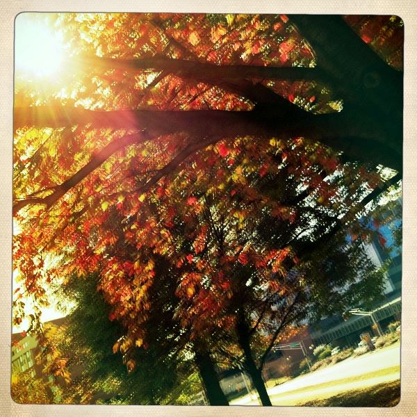 Fall Day 2 – My Big Fat Italian Life